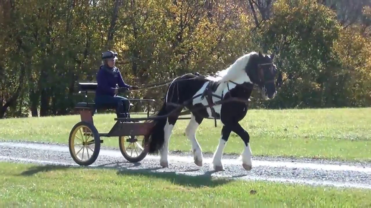 Dreamgate Baefyre- 2013 Friesian Cross stallion-driving for 3 months ...