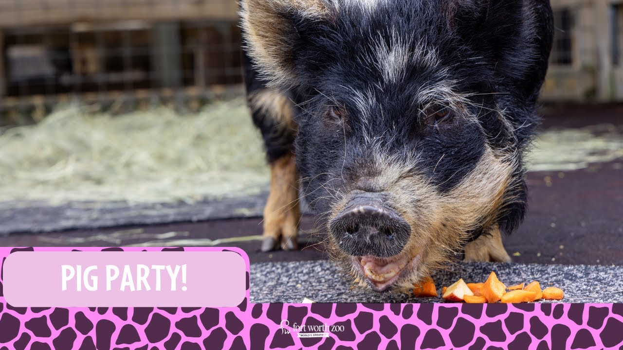 Welcome to the pig party! - YouTube