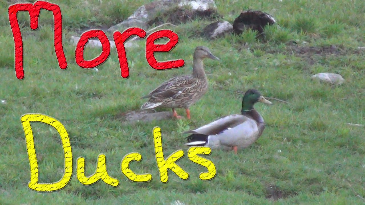 Oh NO! Stripper #30 Ducks For The Homeless - YouTube