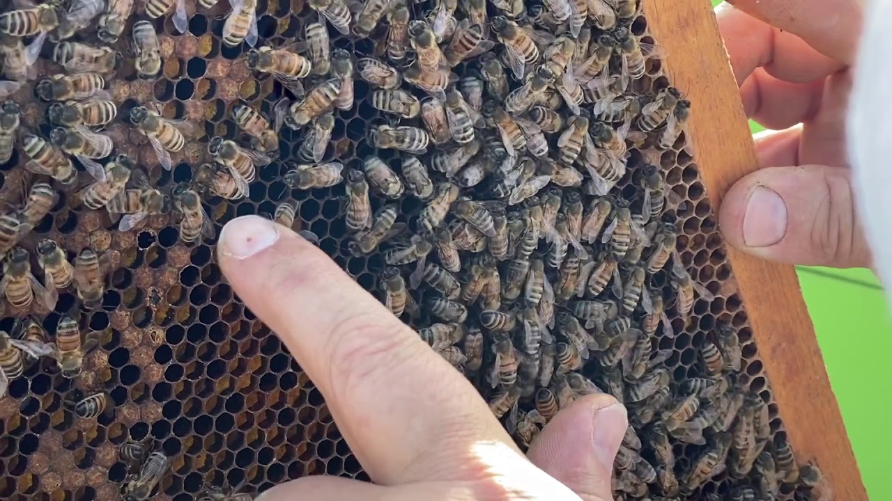 Welcoming a new bee into the world! / Beekeeping in Alaska - YouTube