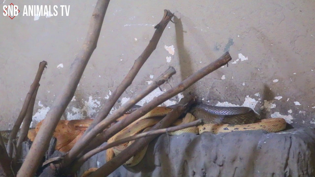 Lots of cobra snakes at one place 2020 | Wonderful Video - YouTube