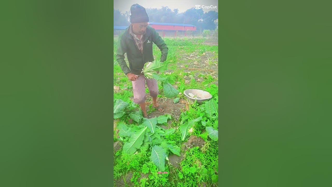 Cutting vegetables - YouTube