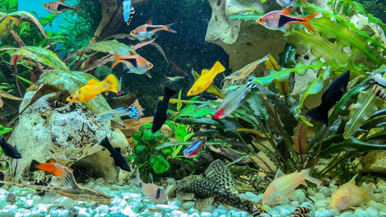 Feeding Pet Fish in Aquarium Tank - YouTube