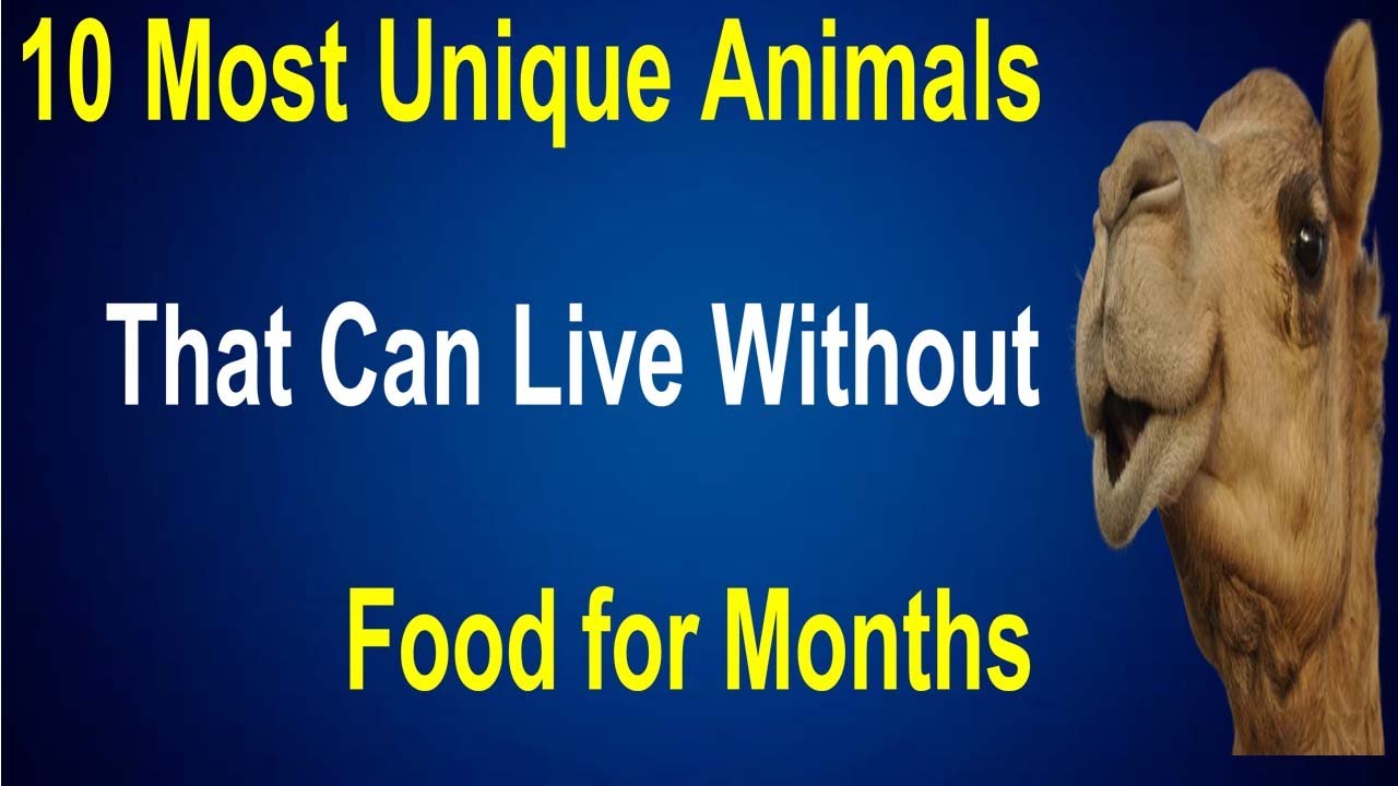 10 Most Unique Animals That Can Live Without Food For Months Best Data ...
