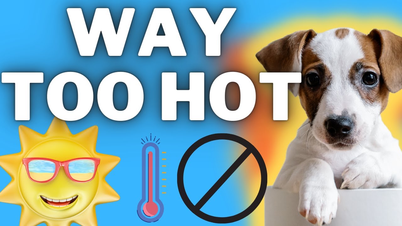 This Can Get Dangerous: Jack Russell Terriers (Indoors Vs Outdoors ...