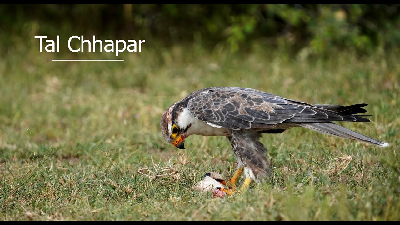 Birding @ Tal Chhapar, Rajasthan | Aug 2023 - YouTube