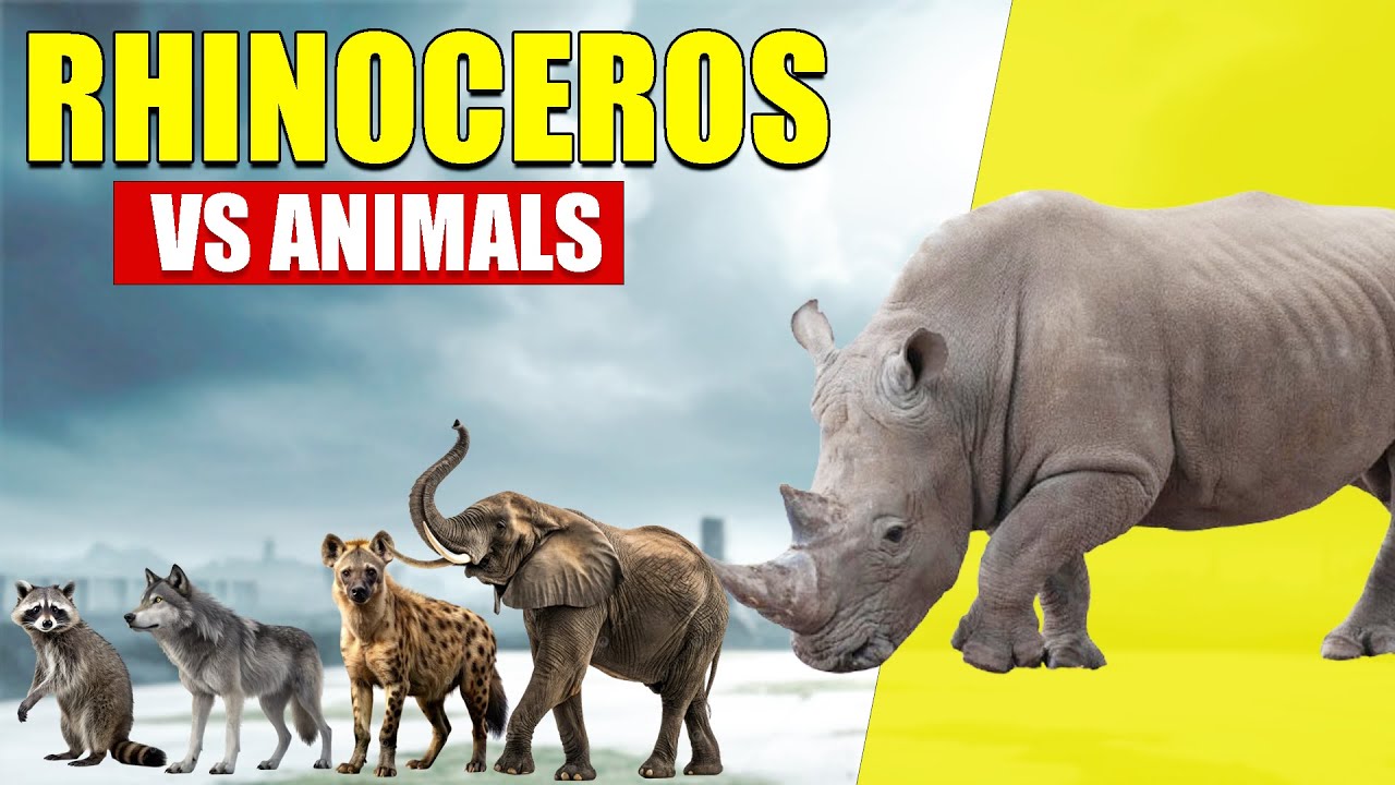 Rhinoceros vs All Animals | Size Comparison 2025 - YouTube