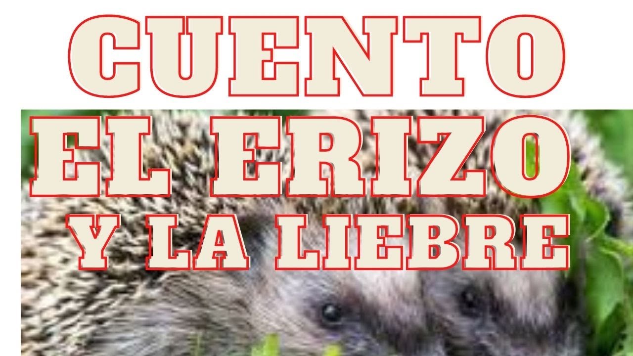 El erizo y la liebre, cuento infantil - YouTube
