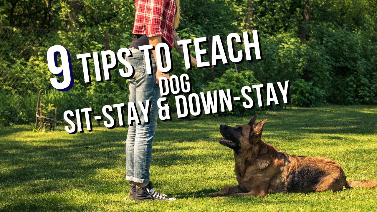 9 Tips to Teach your dog Sit-Stay - YouTube