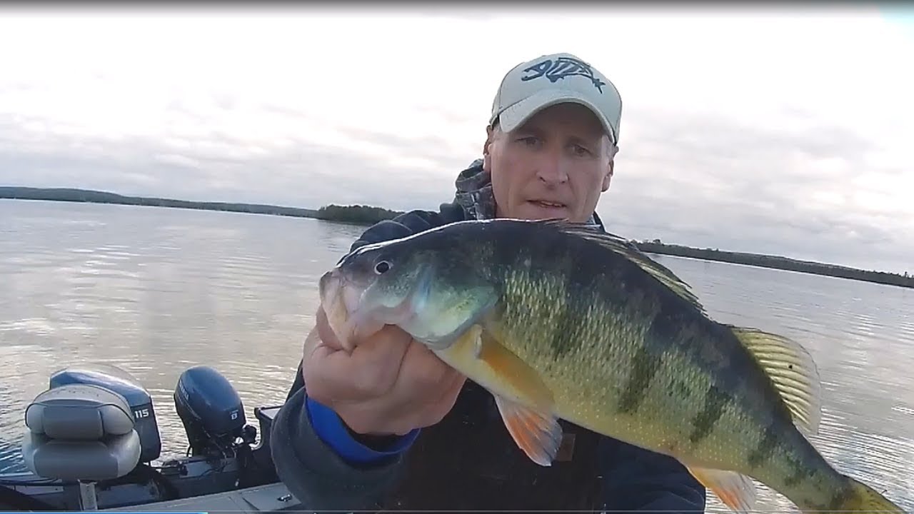 Slip Float Fishing for Fall JUMBO Perch (and Steelhead) - YouTube