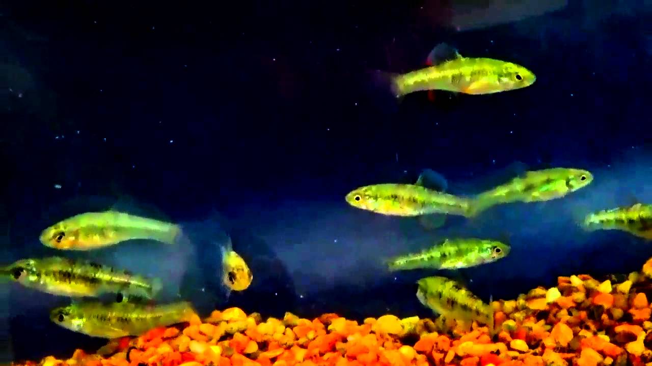 Lucania parva collected in North Florida - YouTube