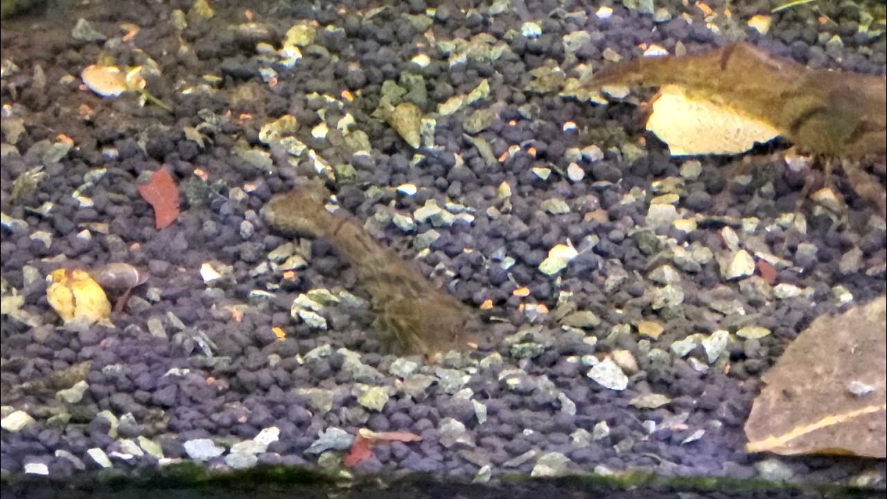 Macrobrachium Assamense Digging And Snail Snacking Youtube
