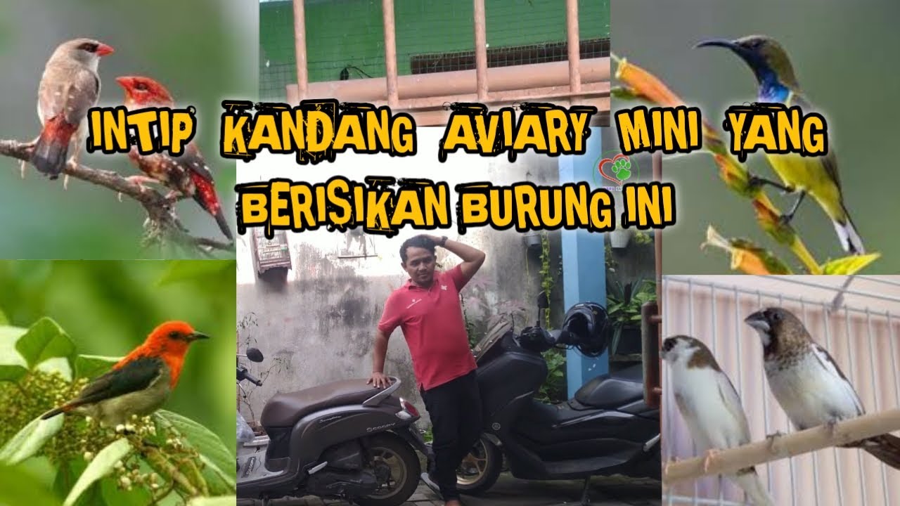 KANDANG AVIARY MINIMALIS COCOK BUAT BURUNG KECIL - YouTube