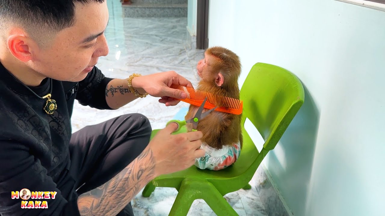 You Won't Believe What Happened When Dad Cut KaKa's Monkey Hair - YouTube