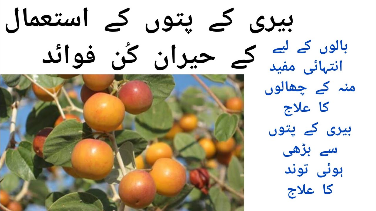 BERI K PTOON K FAIDY||BERRY LEAVES BENEFITS||RAAJ HEALTH AND BEAUTY TV ...