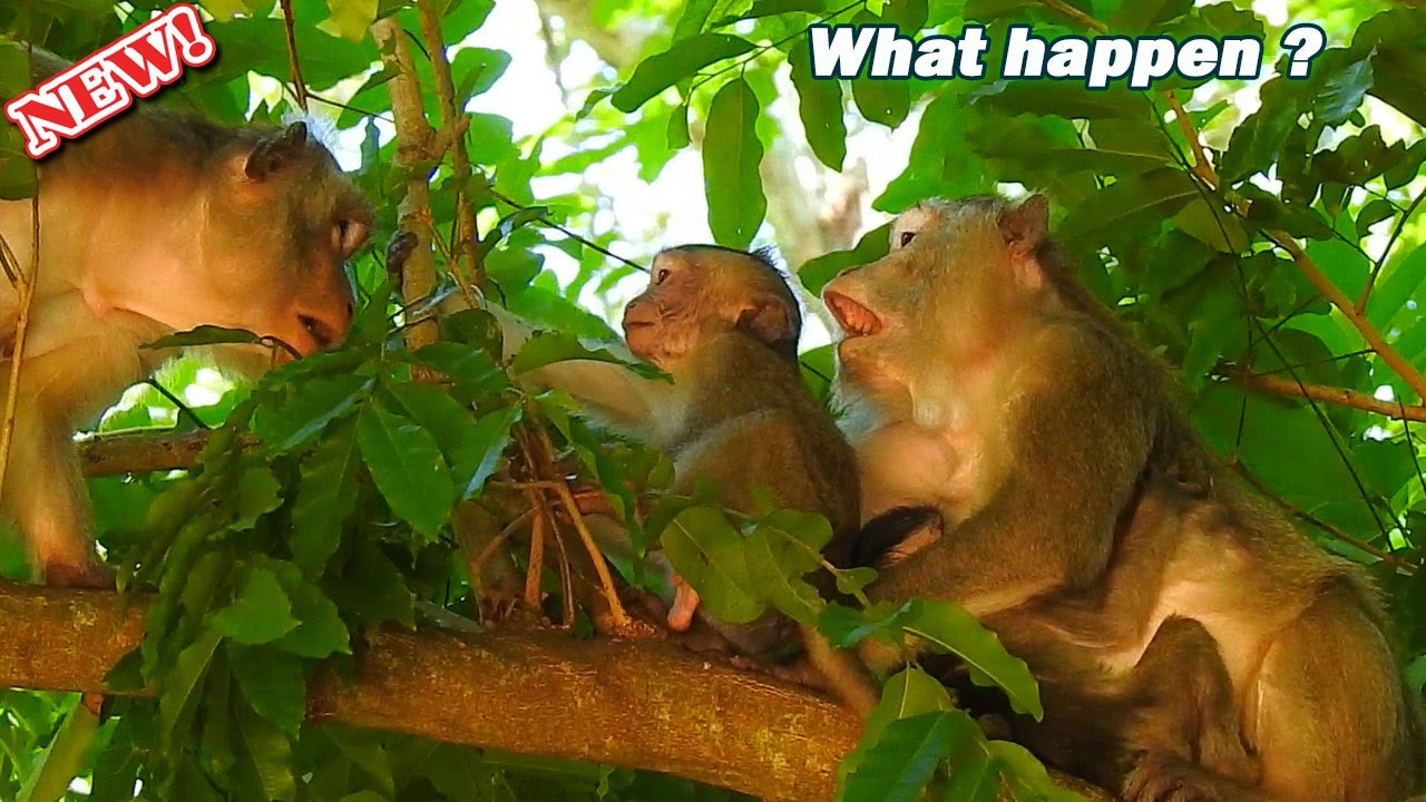 Stop hurt baby Jade! Gladdis warn attacking Jade for protect baby ...