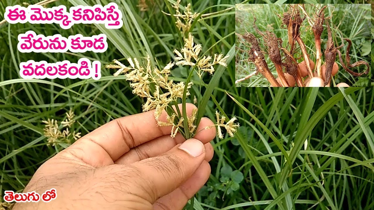 ఈ మొక్క కనిపిస్తే వేరును కూడా వదలకండి! || Health facts about cyperus ...