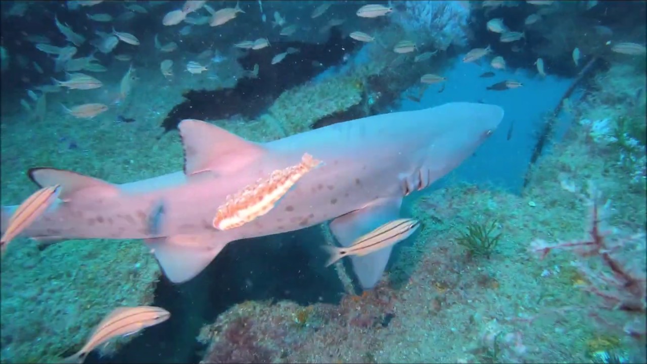 Baby Sand Tiger Shark - Aug. 2019 - YouTube