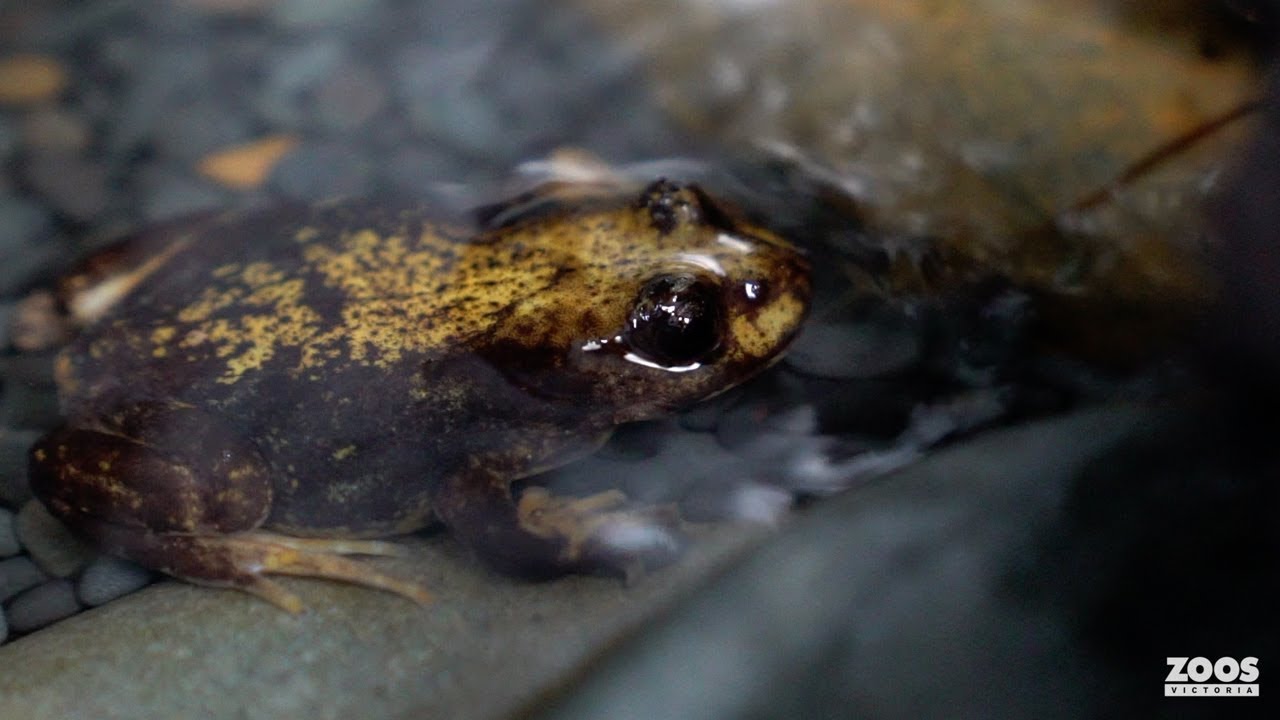 Hoppy Baw Baw Frog Day! - YouTube