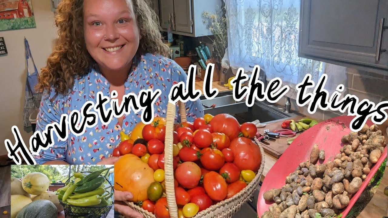 So many tomatoes 🍅 #homestead #harvesting - YouTube
