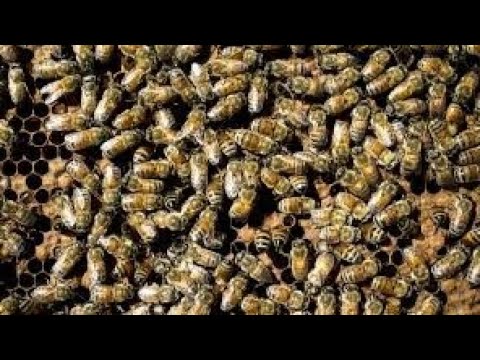 DOCTOR WHO SR22 EP3 ATTACK OF THE BEES - YouTube