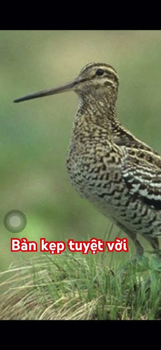 Tiếng chim DẼ GIUN bản kẹp - YouTube