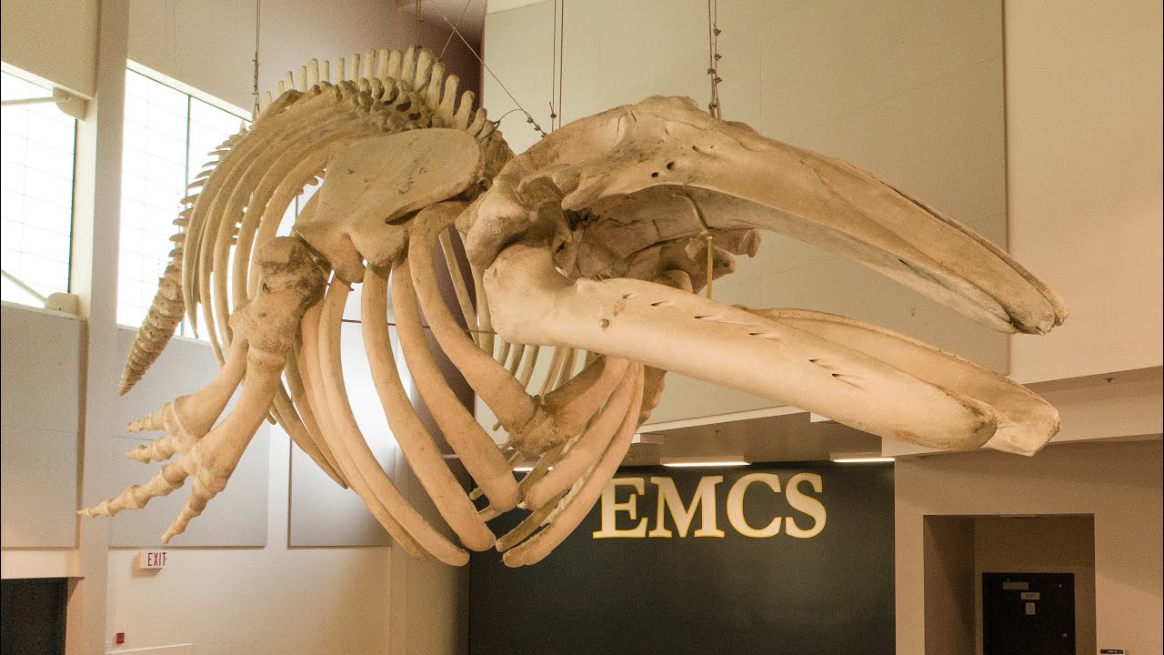 Tale Of A Whale Version 27 ProRes Proxy - YouTube