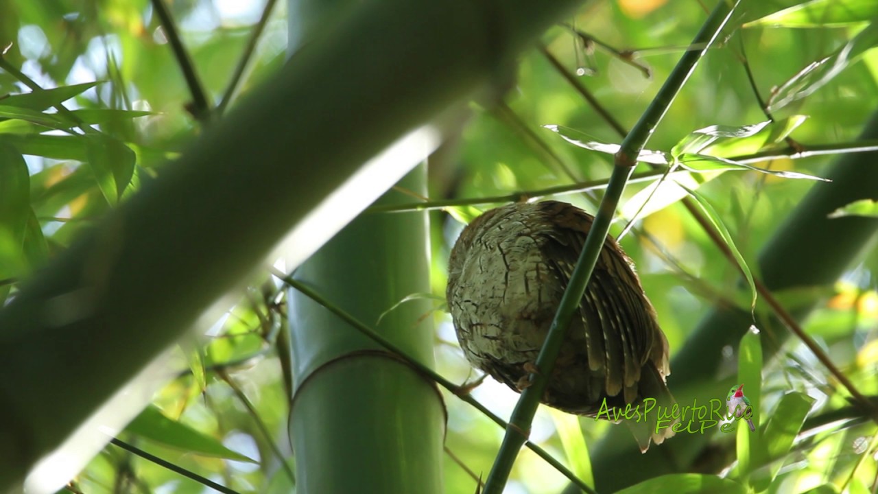 MÚCARO COMÚN (Puerto Rican Screech-Owl, Gymnasio nudipes) ENDÉMICA de ...