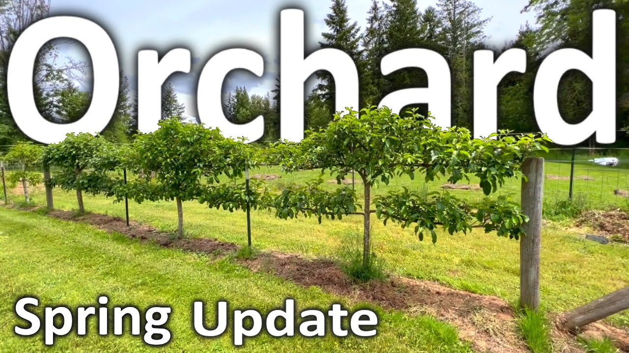 Fruit Orchard Tour Ep. 4 | Spring Update in the Backyard Garden ...
