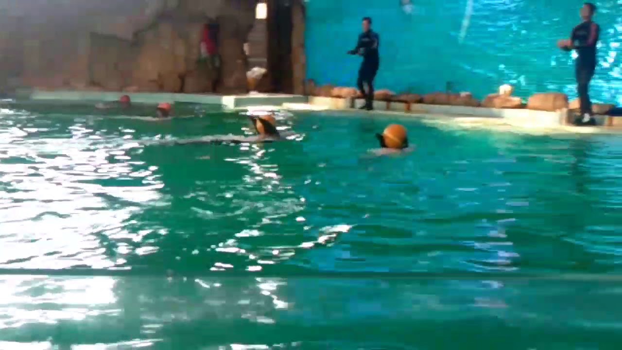 Seaworld ancol(2) - YouTube