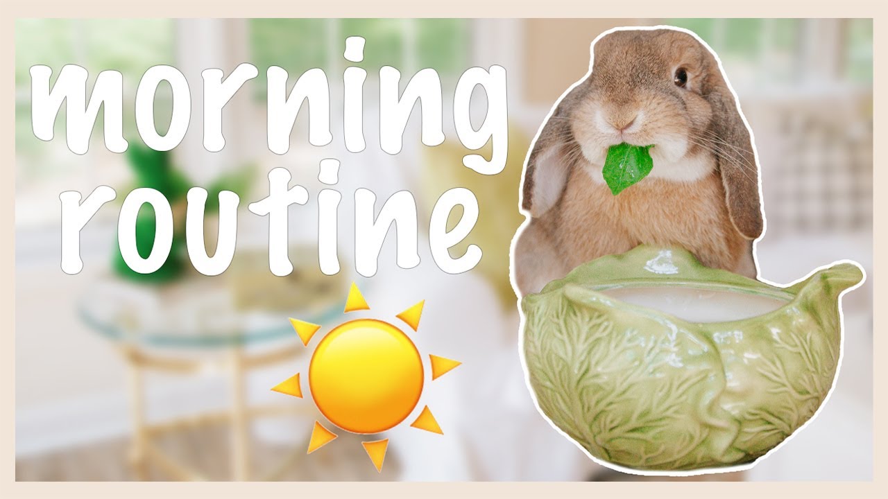 Bunny Morning Routine Youtube