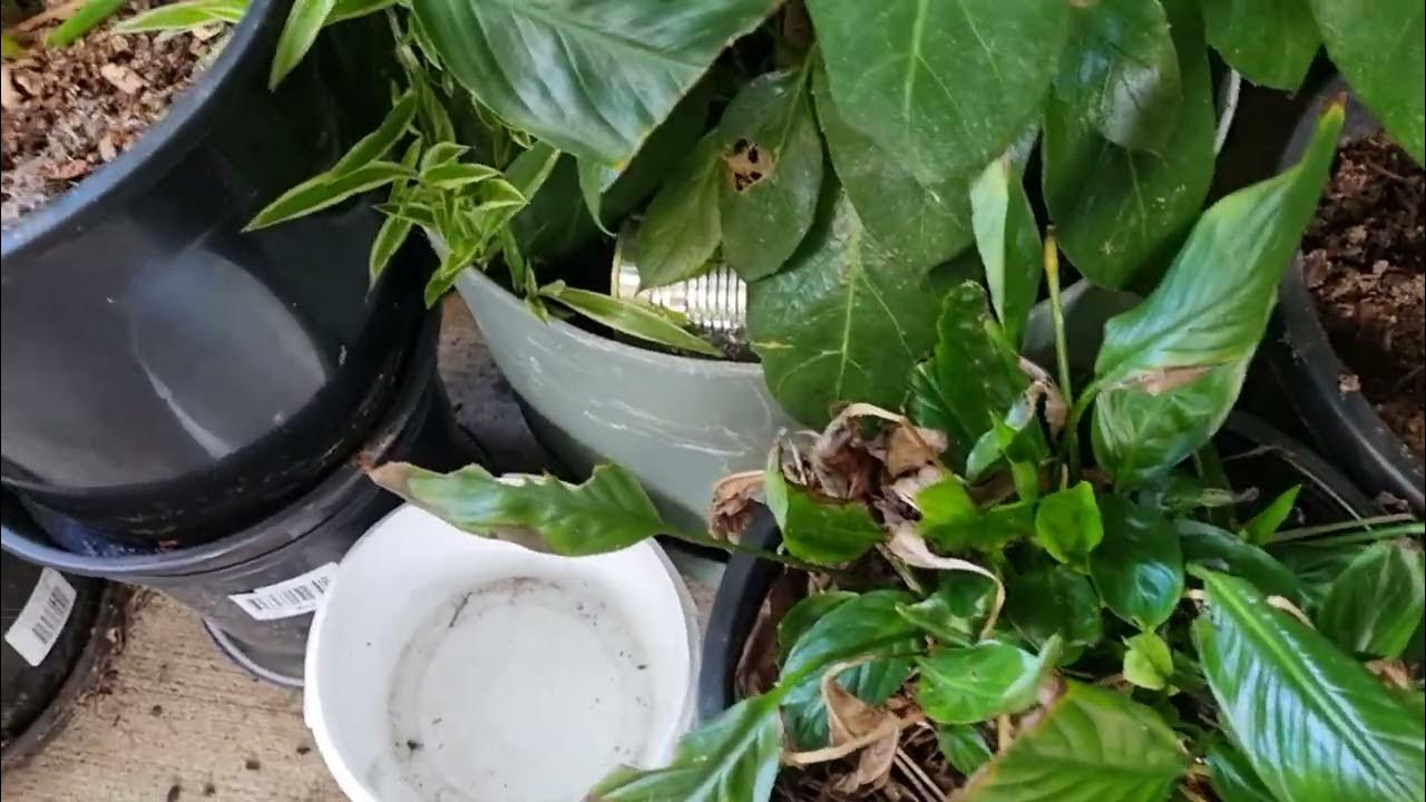 MY PLANTS INSIDE AND OUTSIDE. - YouTube