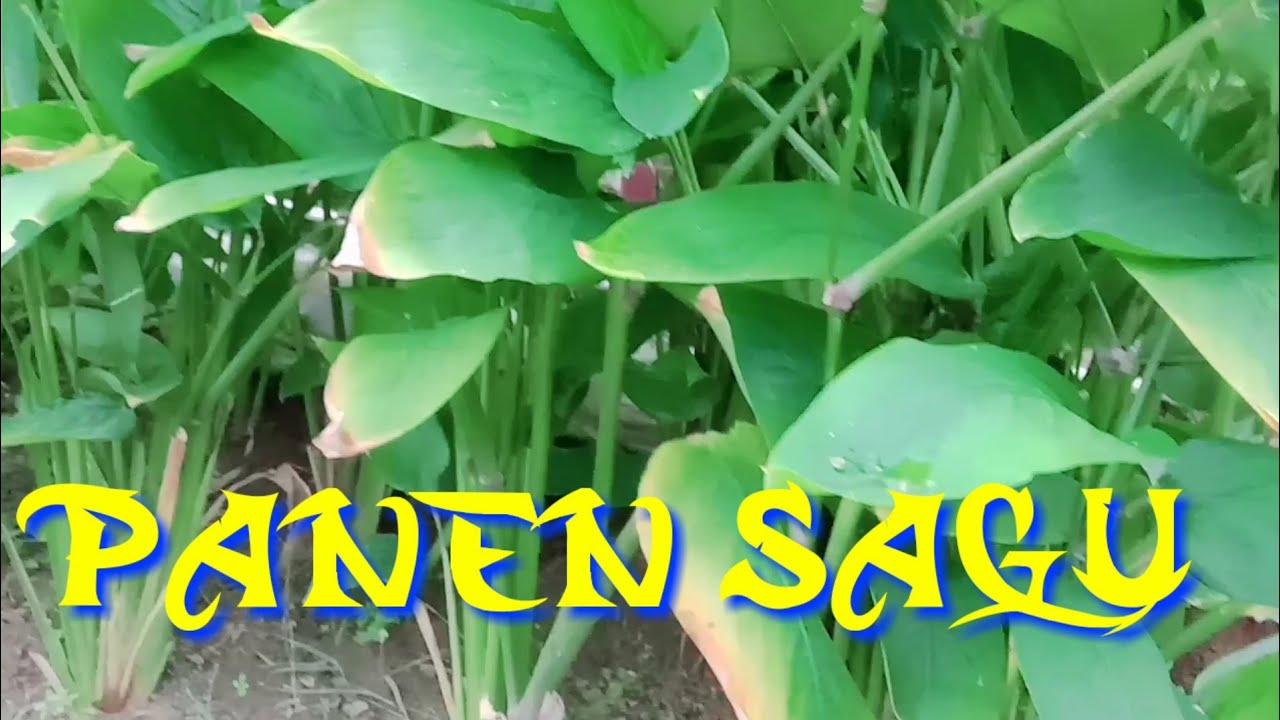 PANEN SAGU [IRUT] - YouTube