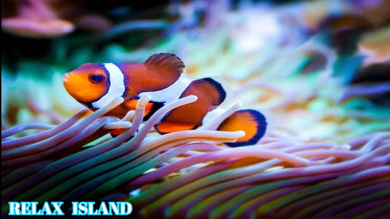 Relaxing Aquarium Fish - Musique Relaxante Anti-Stress ,Effets Visuels ...