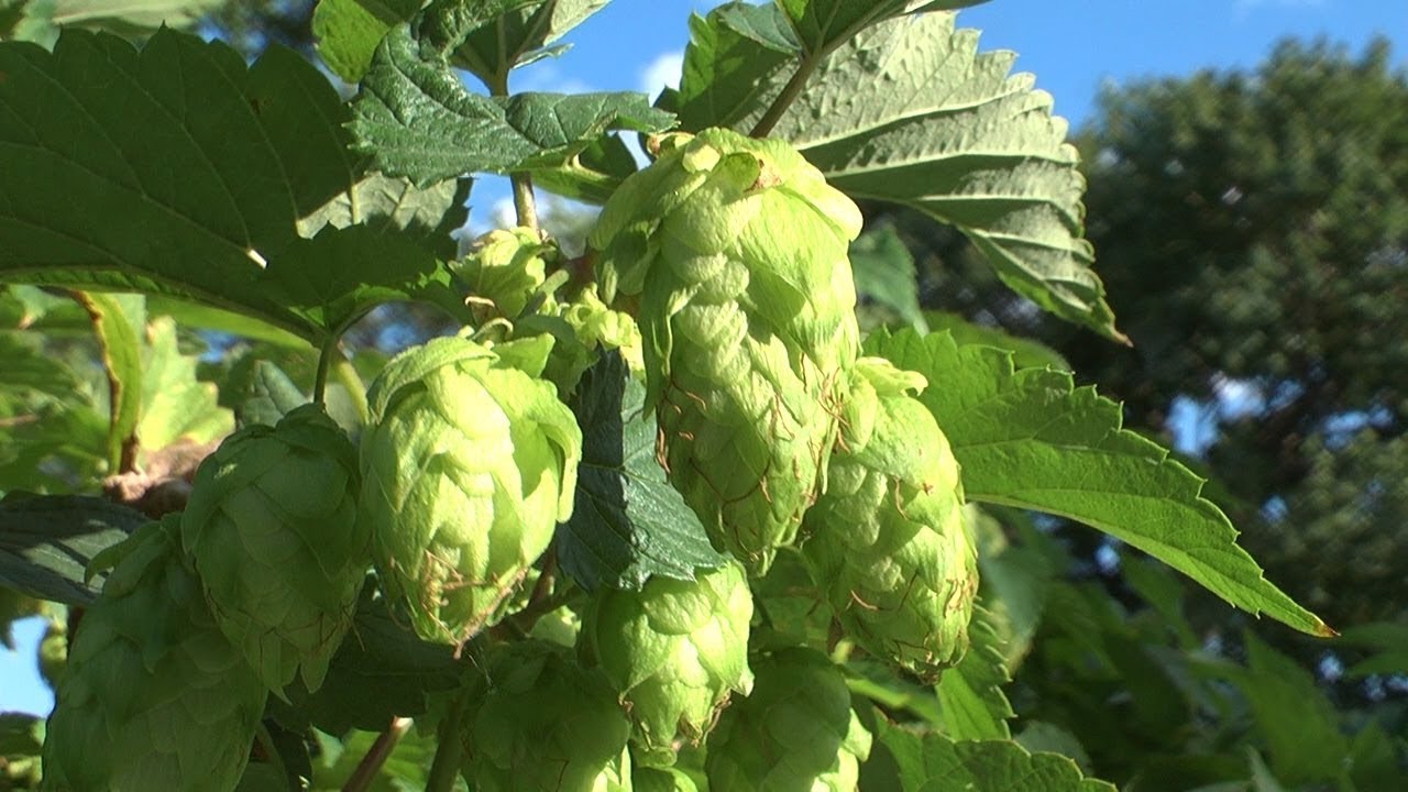 Hops, Hop Ageing and the effect on Alpha Acids - Beersmith - YouTube