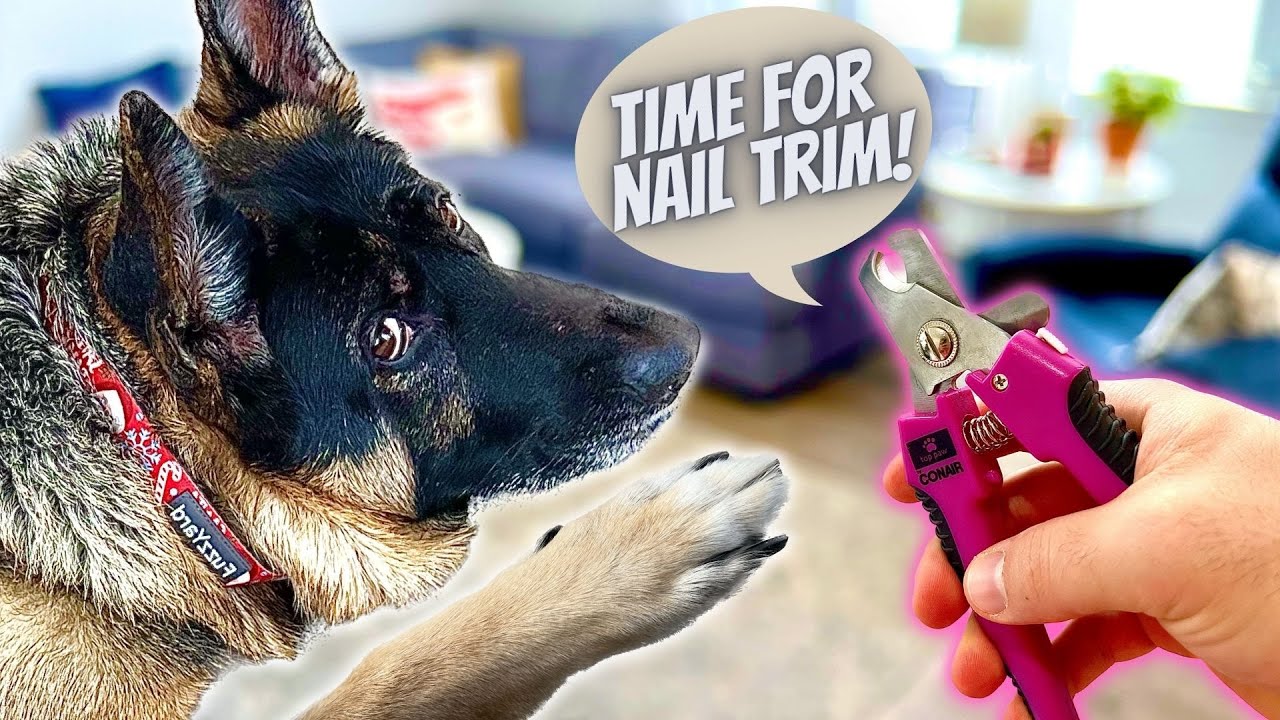 German Shepherd Dog gets NAILS TRIMMED! 😱🫣 | Dog Grooming - YouTube