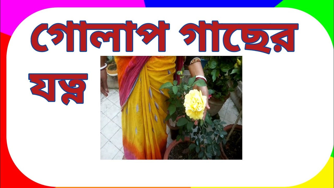 গোলাপ গাছের পরিচর্যা || Golap Gacher Poricharja - YouTube