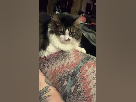 Cold cat right here.. #funny #cuteanimals #pets #hilarious #cute #cat # ...