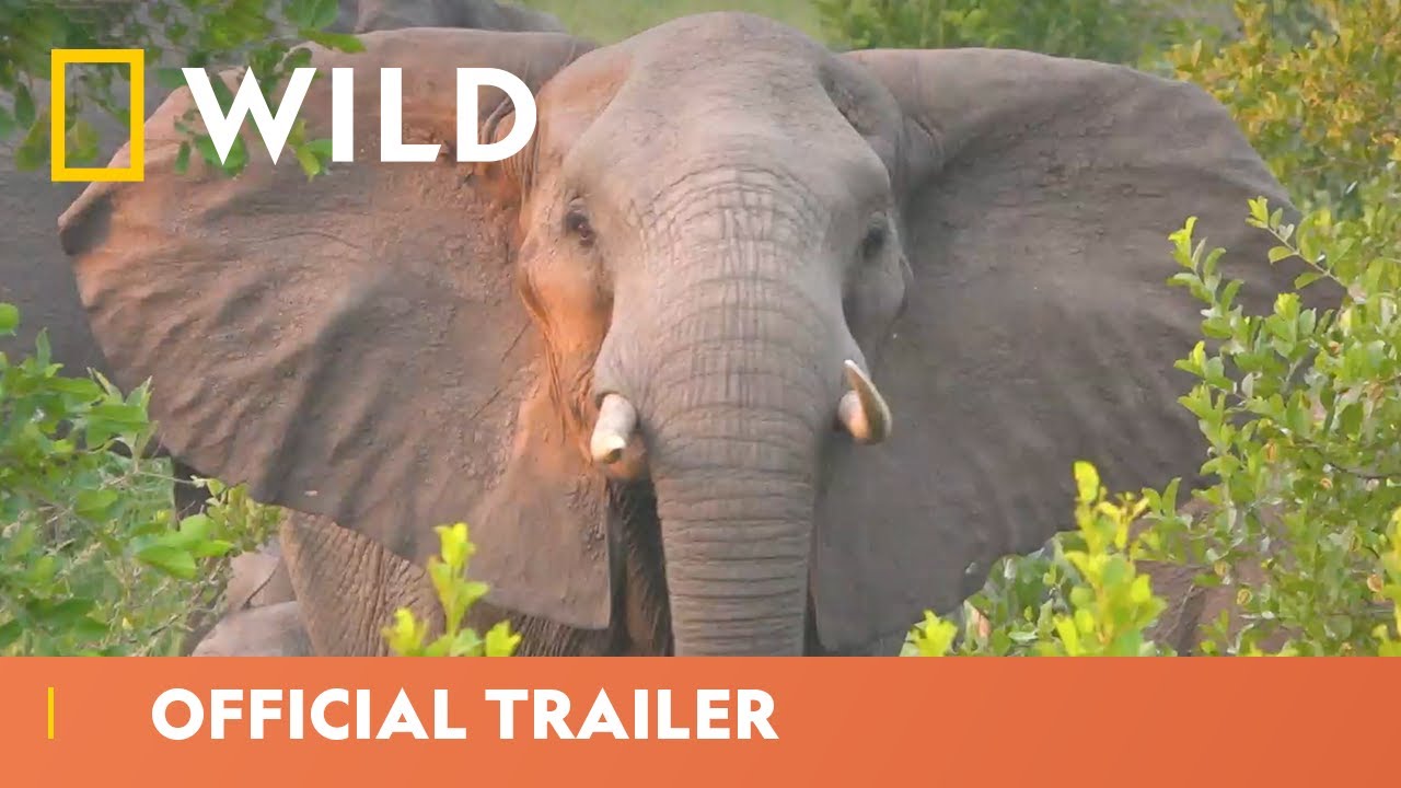 The World's Wildest Continent | Wild Africa Month - Official Trailer ...