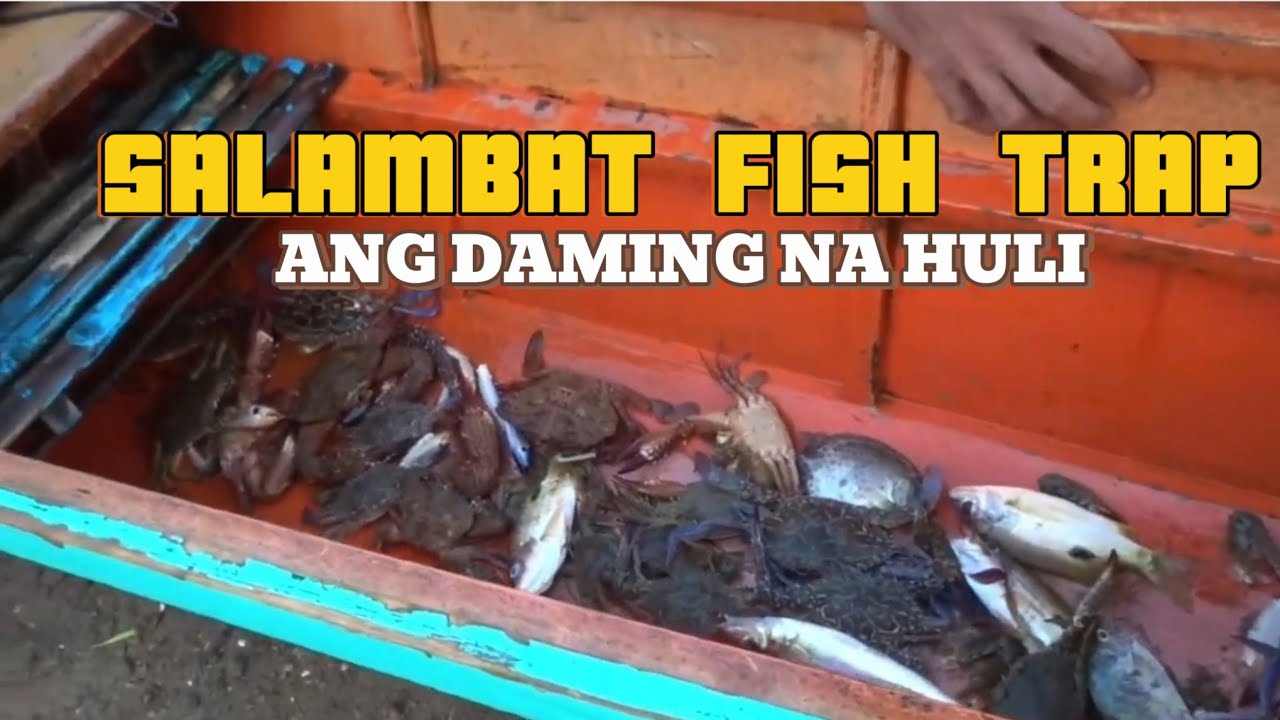 Salambaw Fish Trap ang Daming Huli#fish #fishing #fishtrap #salambaw ...