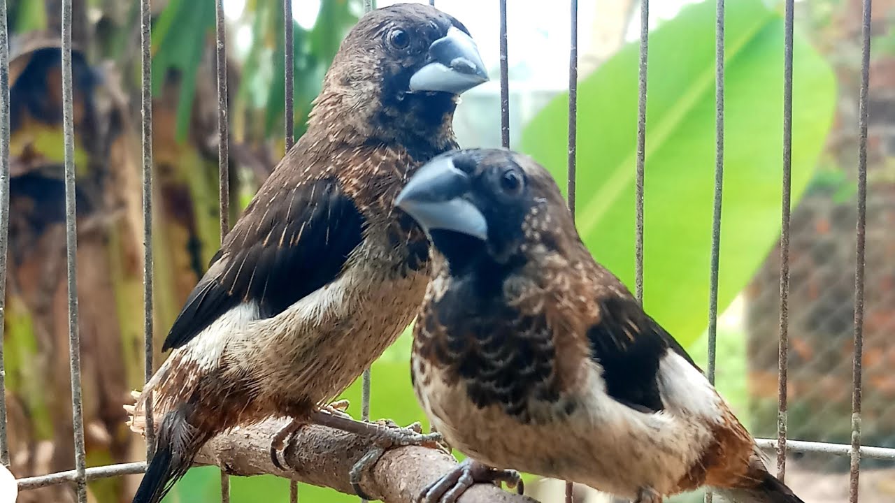 Nuôi chim ri đen giai đoạn trổ lông cừm - YouTube