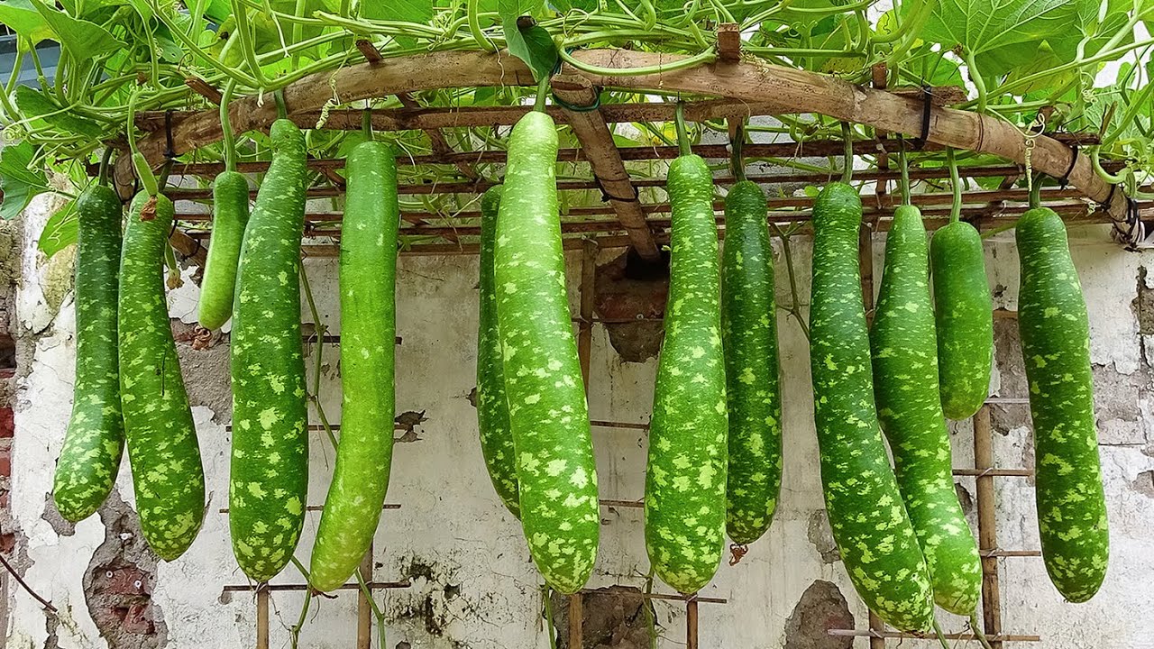 How to growing gourd hanging hammock on the bed, grow gourd in terrace ...