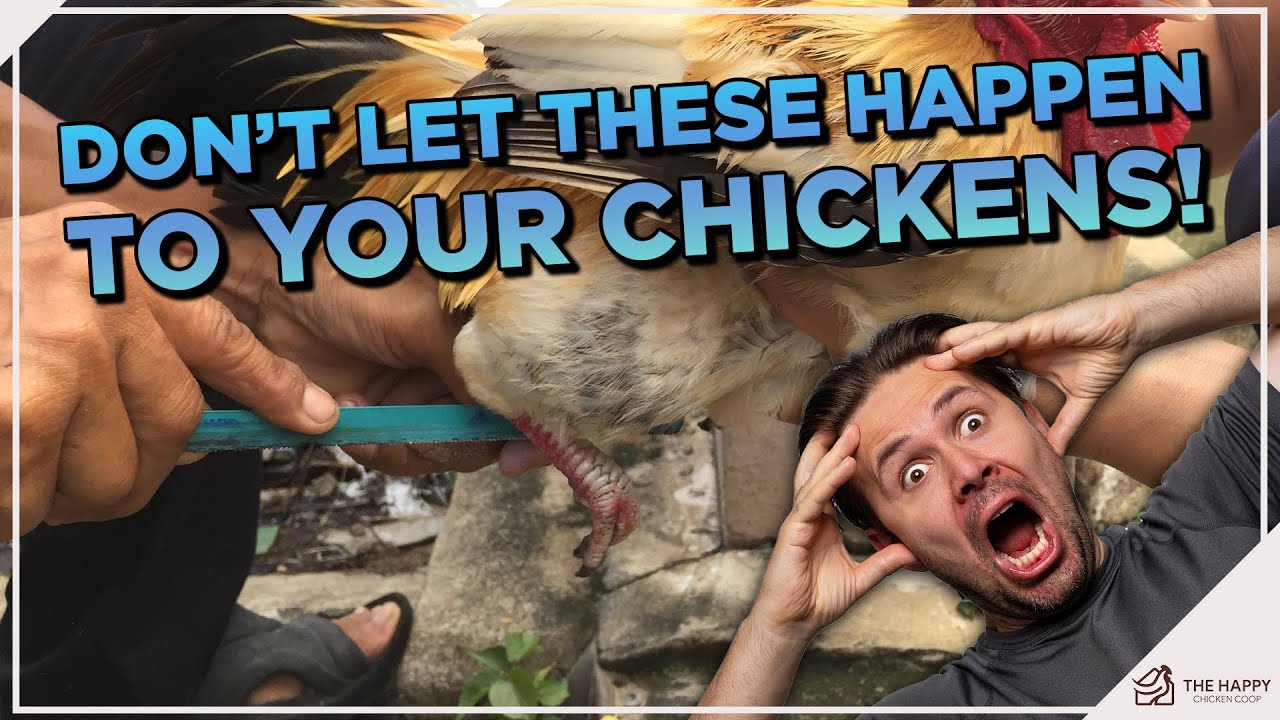 Common Chicken Foot Problems: Causes, Symptoms, Treatment, and ...