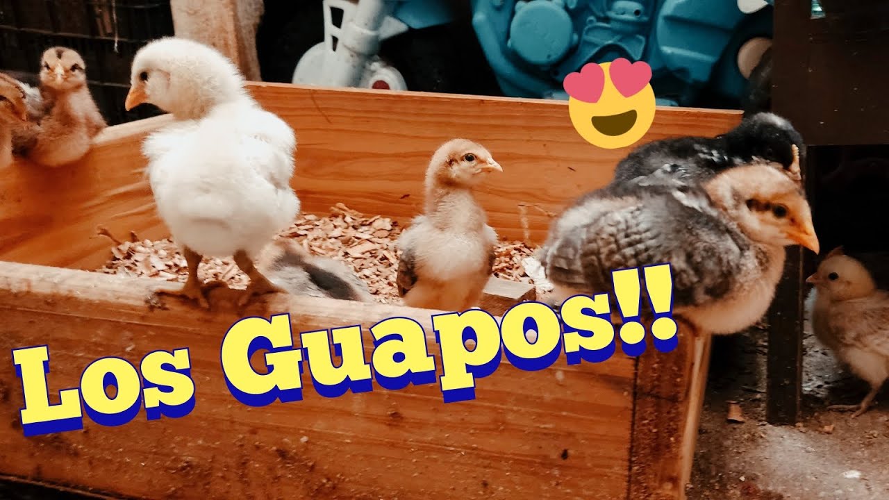 Pollitos 11 días d nacidos (Ameraucanos, Legbar Cream, Easter Eggers) #avesdecorral #gallinas # ...