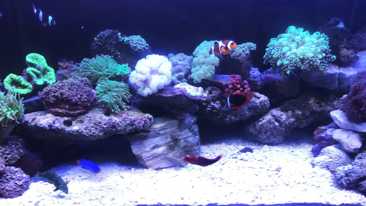 My 3 ft reef tank marine trying my best any advice please do comment ...