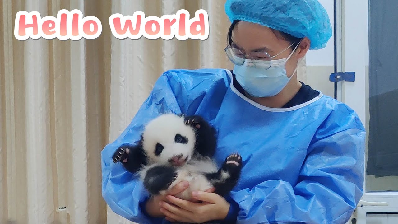 Newborn Panda Star Excels At Interacting With Fans | iPanda - YouTube