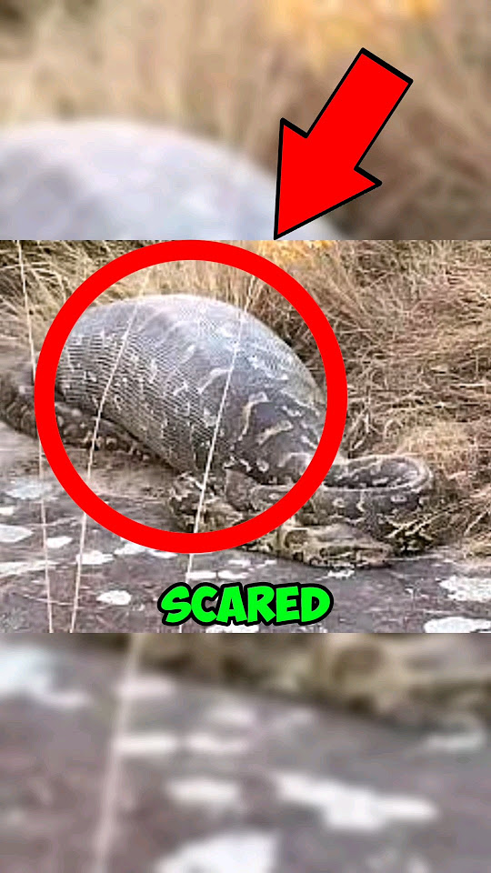 Workers find a giant snake, and what they find inside it will scare you ...