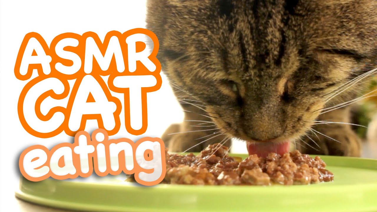ASMR Cat - Eating #10 - YouTube