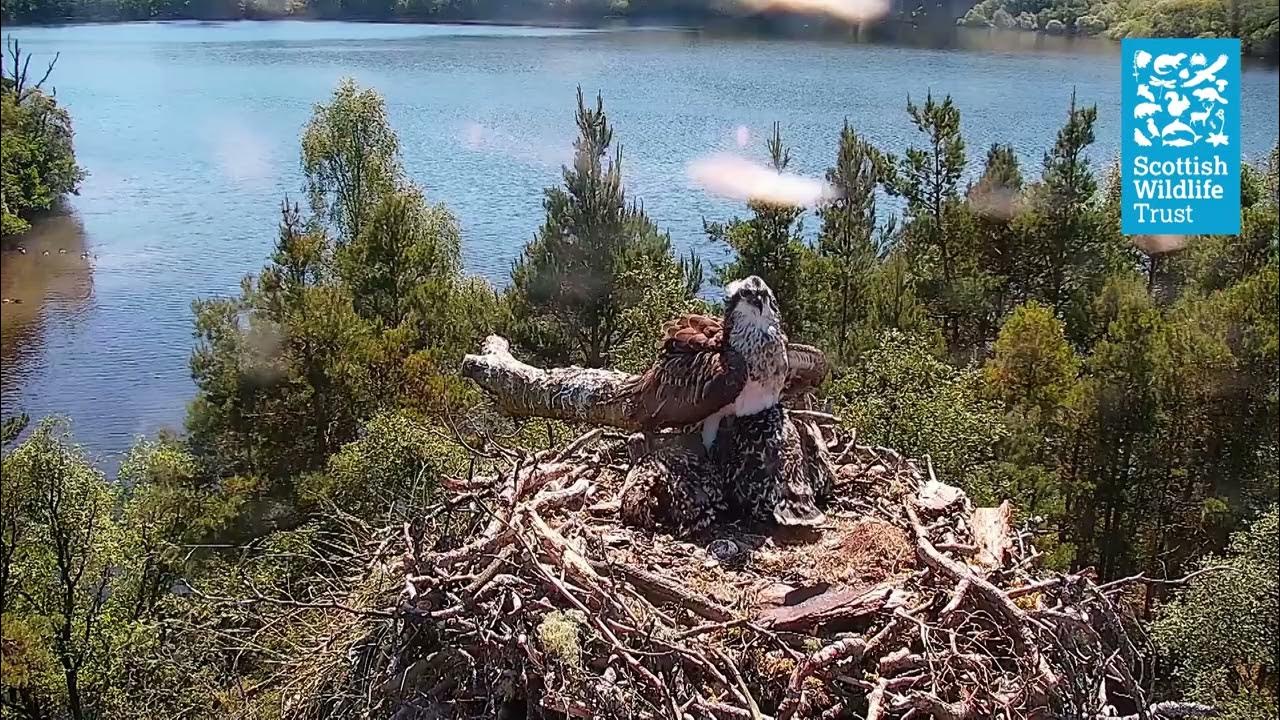 Super Mum NC0 Protects Her Young Osprey Chicks - (Loch of the Lowes Osprey Webcam 2023) - YouTube