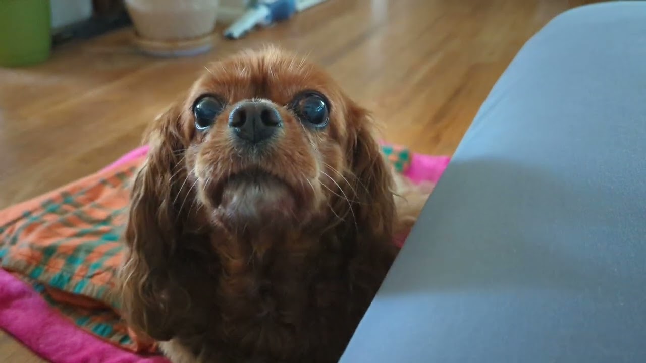 Daisy Begging - YouTube